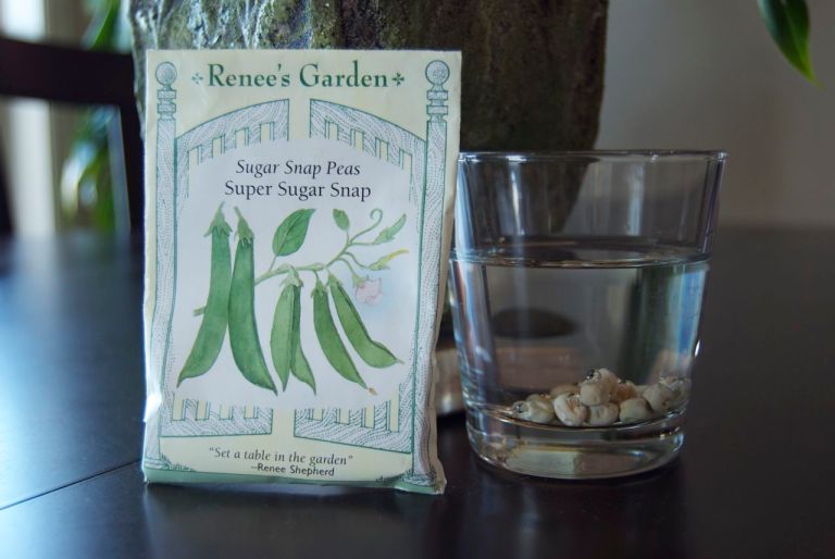 Make some magic…plant peas with pals – igardendaily