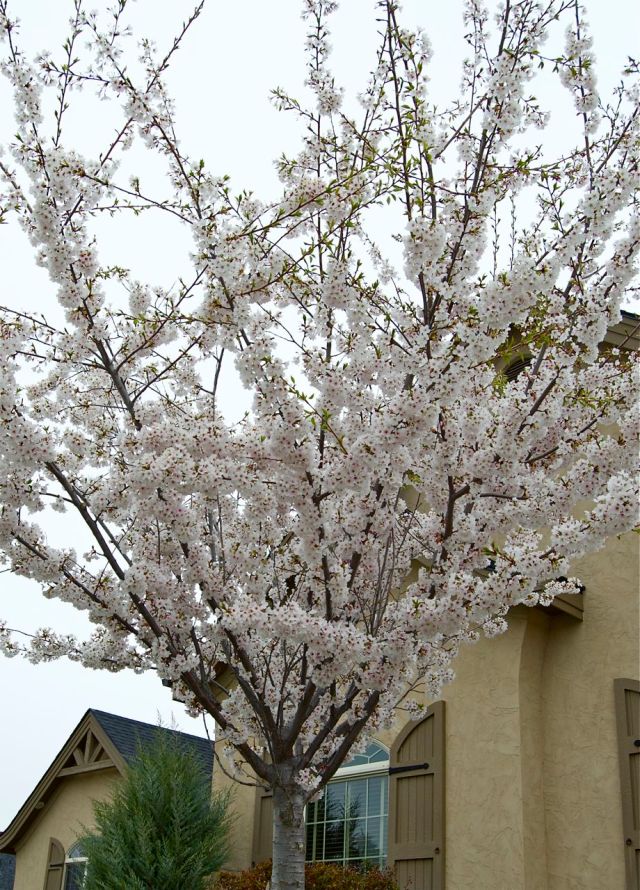 Fun Friday! Out Looking at Trees to Fill the “Pit” – igardendaily