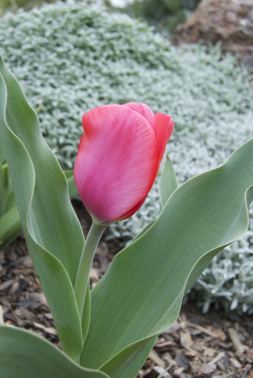 Tulip Tales, Textures and Tapestries – igardendaily