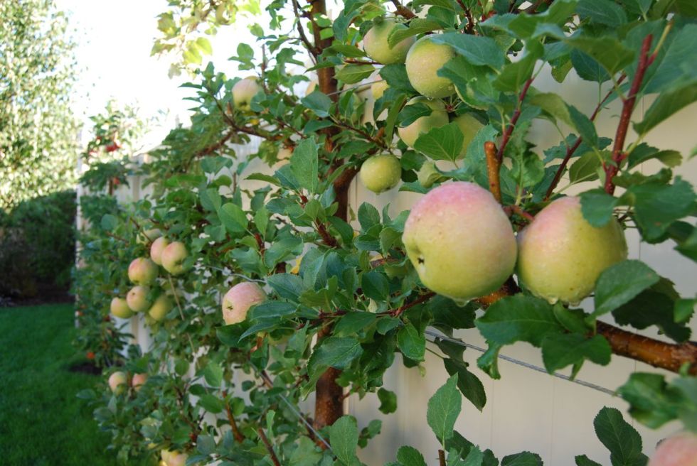 How Do You Like Them Apples! – igardendaily