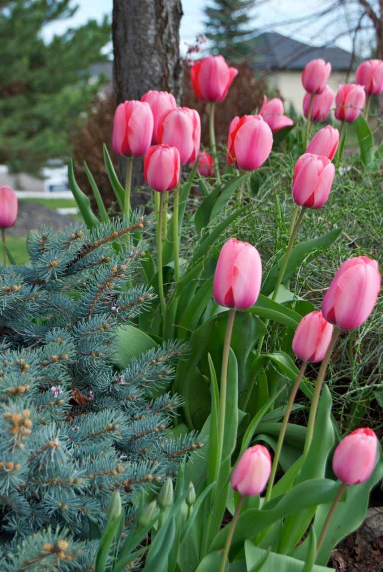 Tulip Times – igardendaily