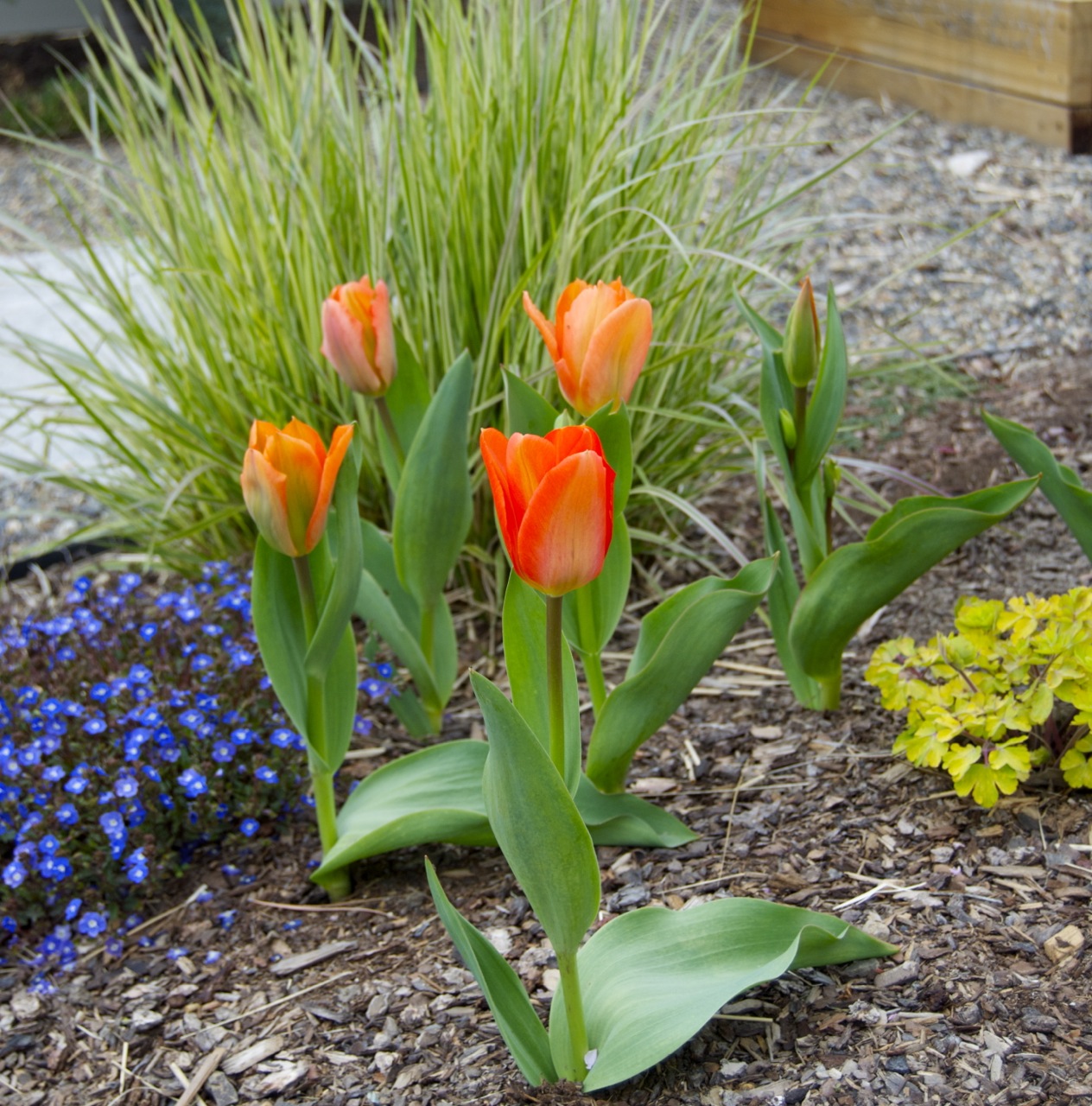 Tulip Times – igardendaily