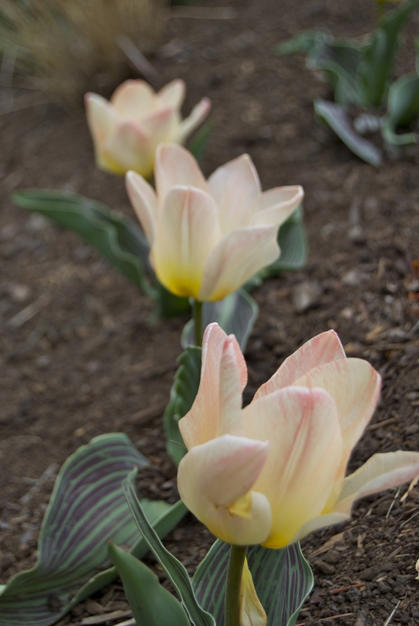 Tulip Times – igardendaily